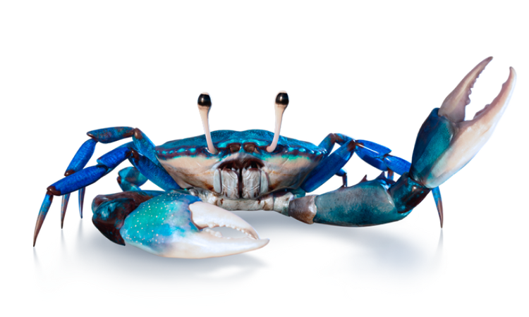 Eco Friendly Cleaning Products | OceanSaver